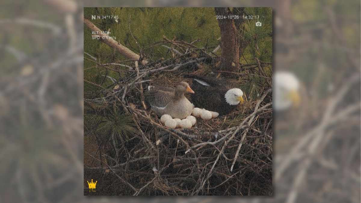 Goose and Bald Eagle Share a Nest – A Bird’s Eye View