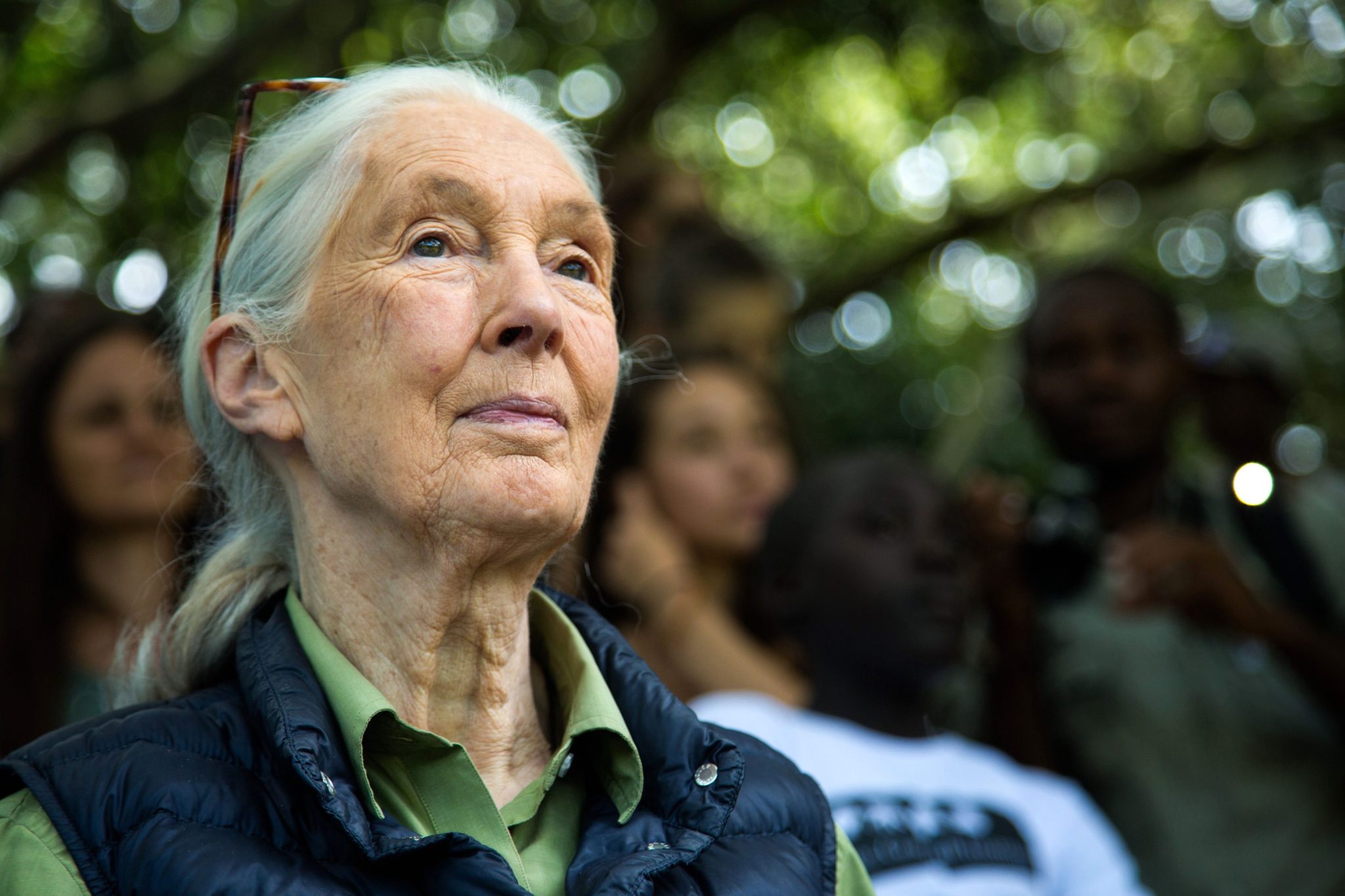 Jane Goodall membuat namanya tanpa gelar, tanpa pengalaman: Ia ...