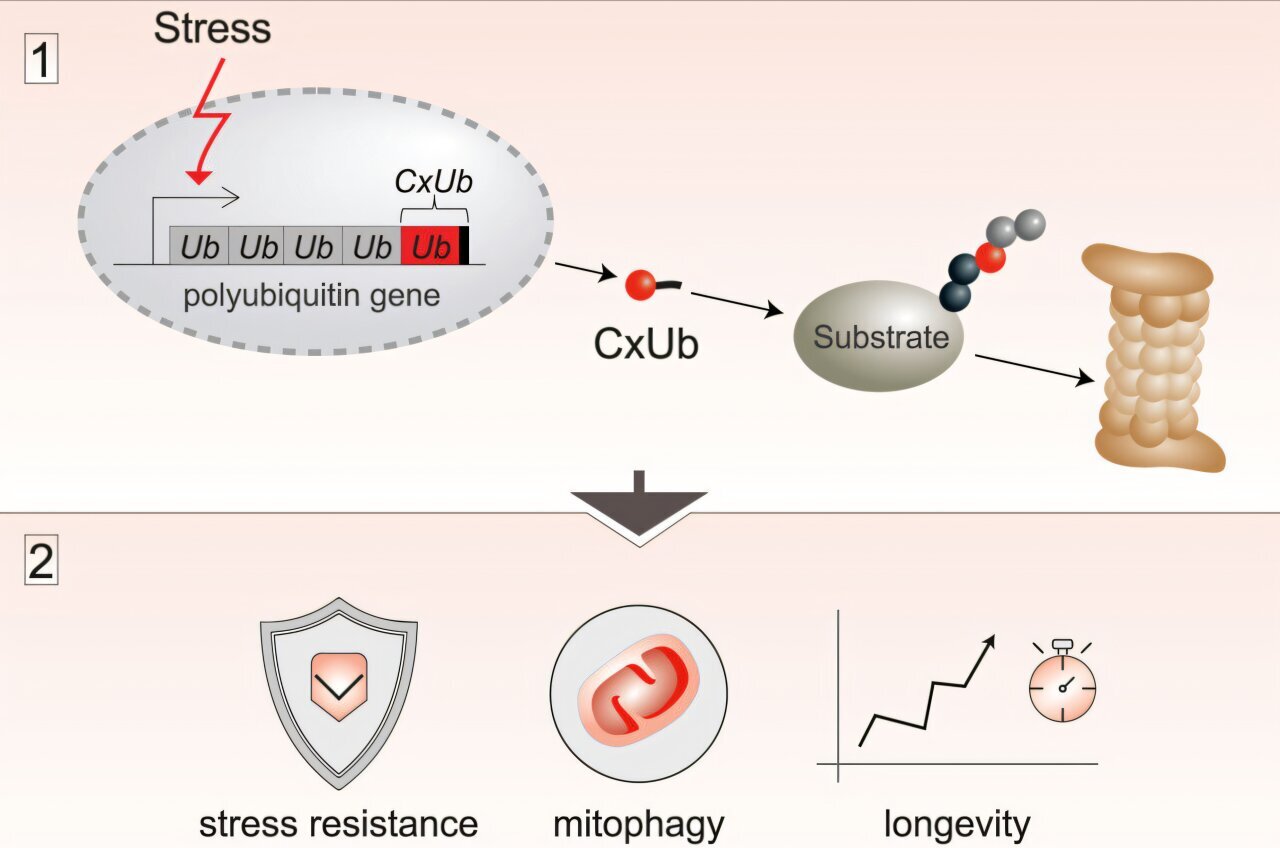 Prekursor ubiquitin yang diabaikan meningkatkan ketahanan stres sel dan ...