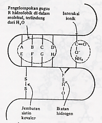 Memahami Struktur Protein