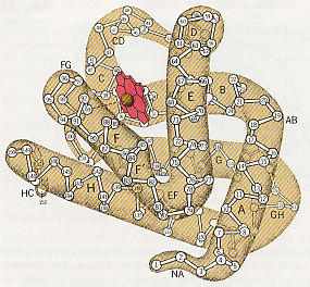 Memahami Struktur Protein